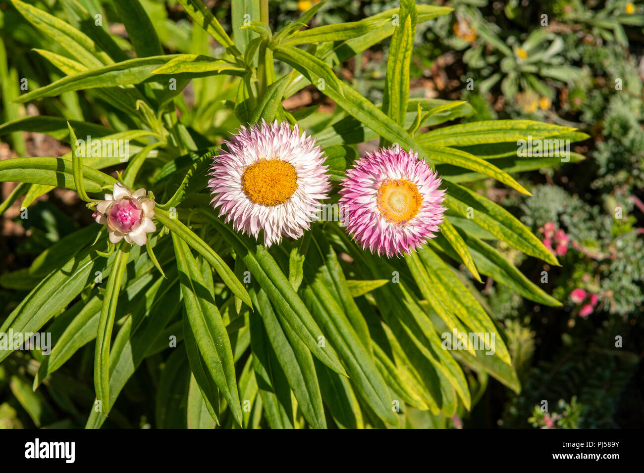 Australische strohblume -Fotos und -Bildmaterial in hoher Auflösung – Alamy