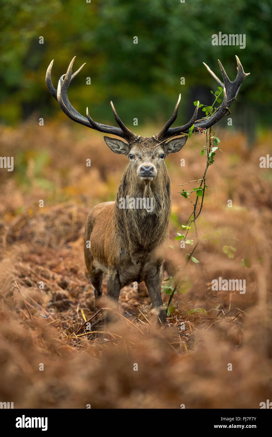 Geweih hirschgeweih -Fotos und -Bildmaterial in hoher Auflösung – Alamy