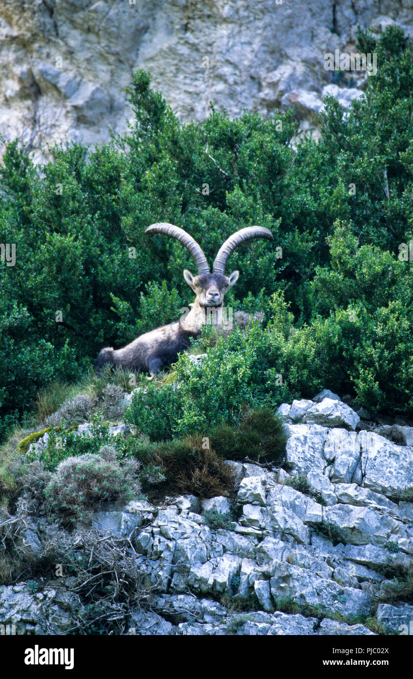 Iberischer steinbock spanischer steinbock capra pyrenaica -Fotos und ...