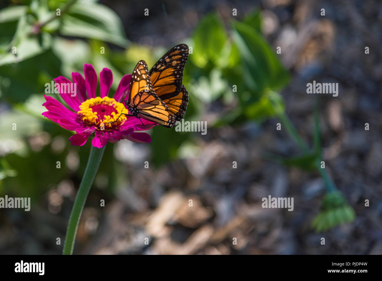 Monarch sichtbar -Fotos und -Bildmaterial in hoher Auflösung – Alamy