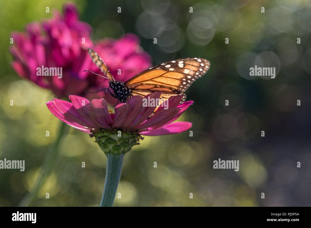 Monarch sichtbar -Fotos und -Bildmaterial in hoher Auflösung – Alamy
