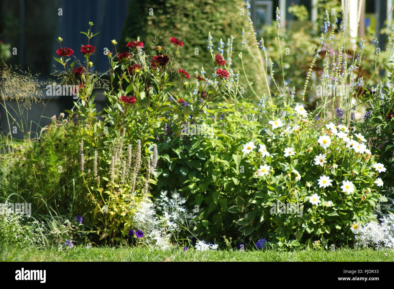 Massive de fleurs rouge et blanche -Fotos und -Bildmaterial in hoher ...