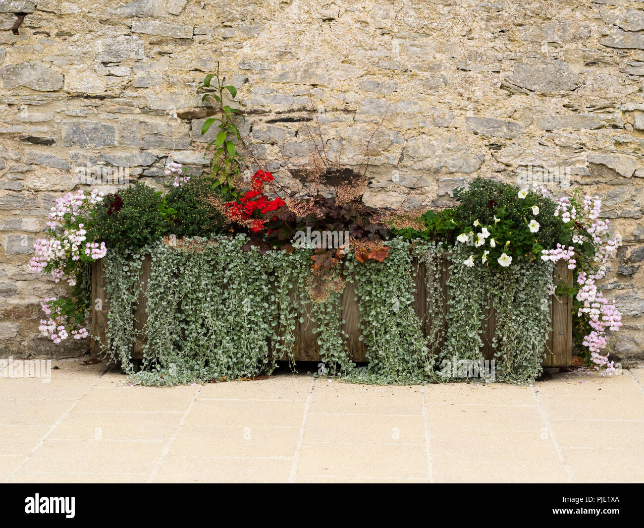 Holz- pflanzmaschine in Buckfast Abbey mit Dichondra 'Silver Falls ...