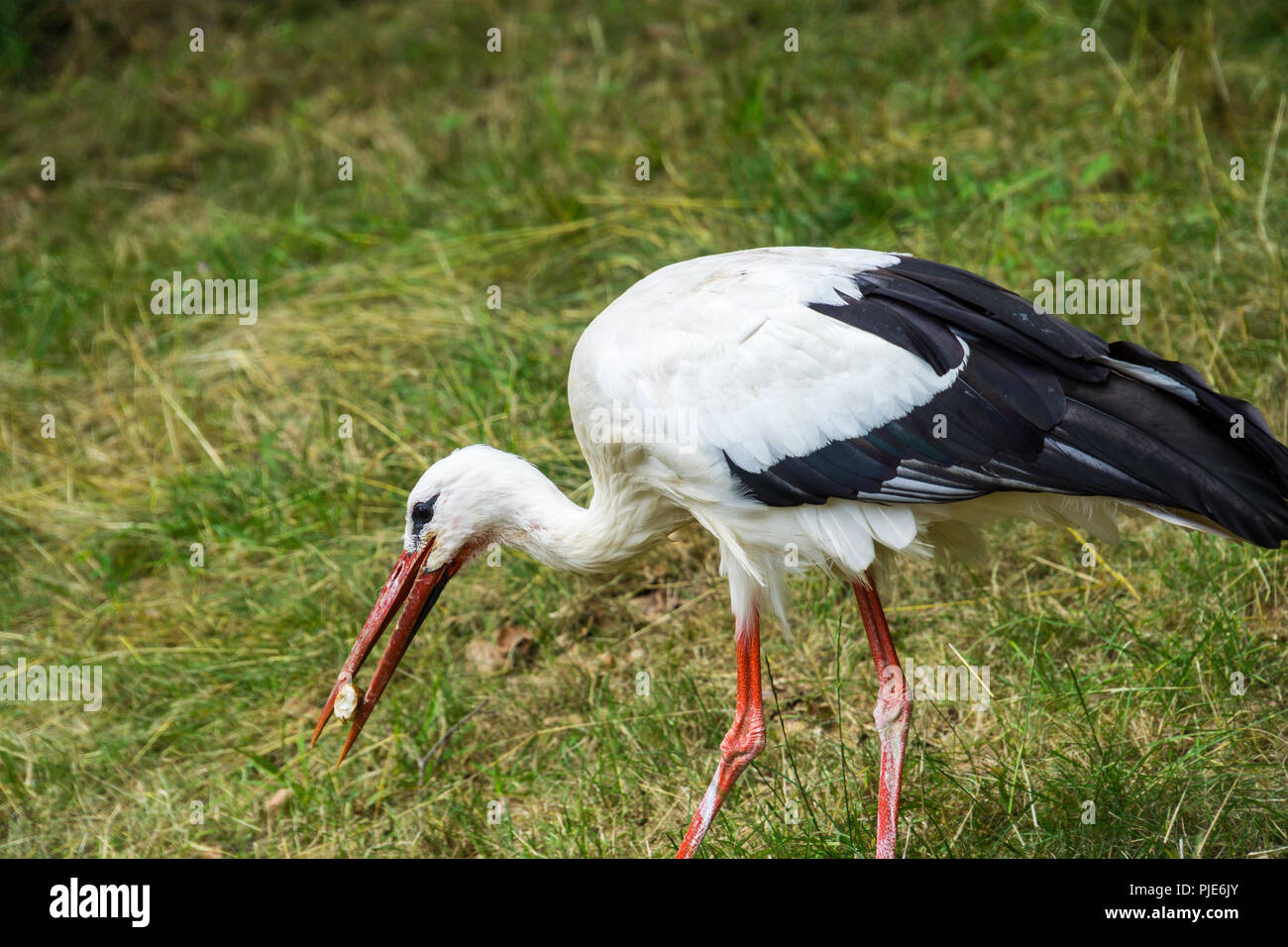 Tier storch -Fotos und -Bildmaterial in hoher Auflösung – Alamy