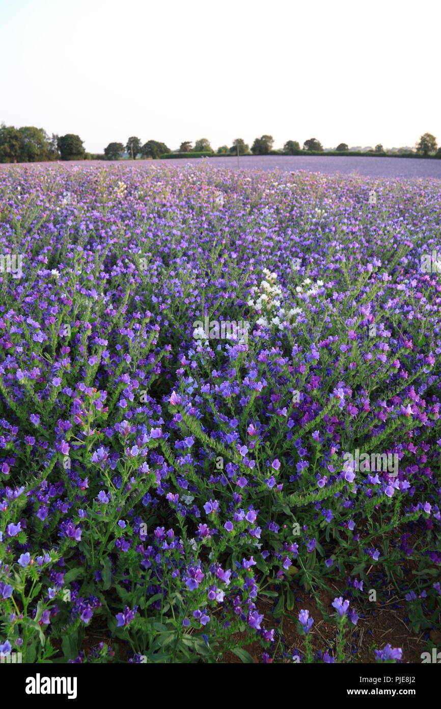 Leinsamen Pflanzen Stockfotos und -bilder Kaufen - Alamy