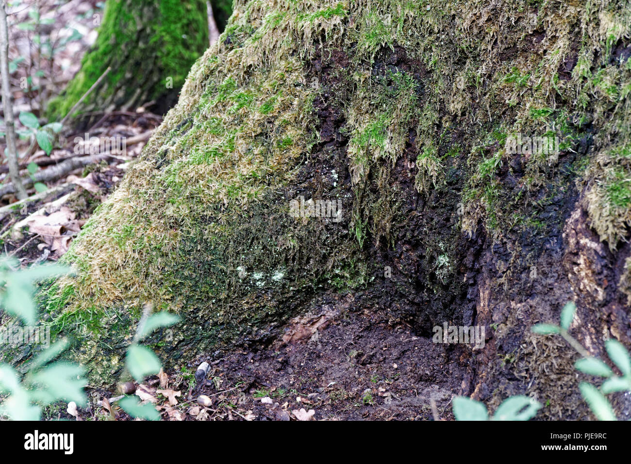 Fantastischer realismus -Fotos und -Bildmaterial in hoher Auflösung – Alamy