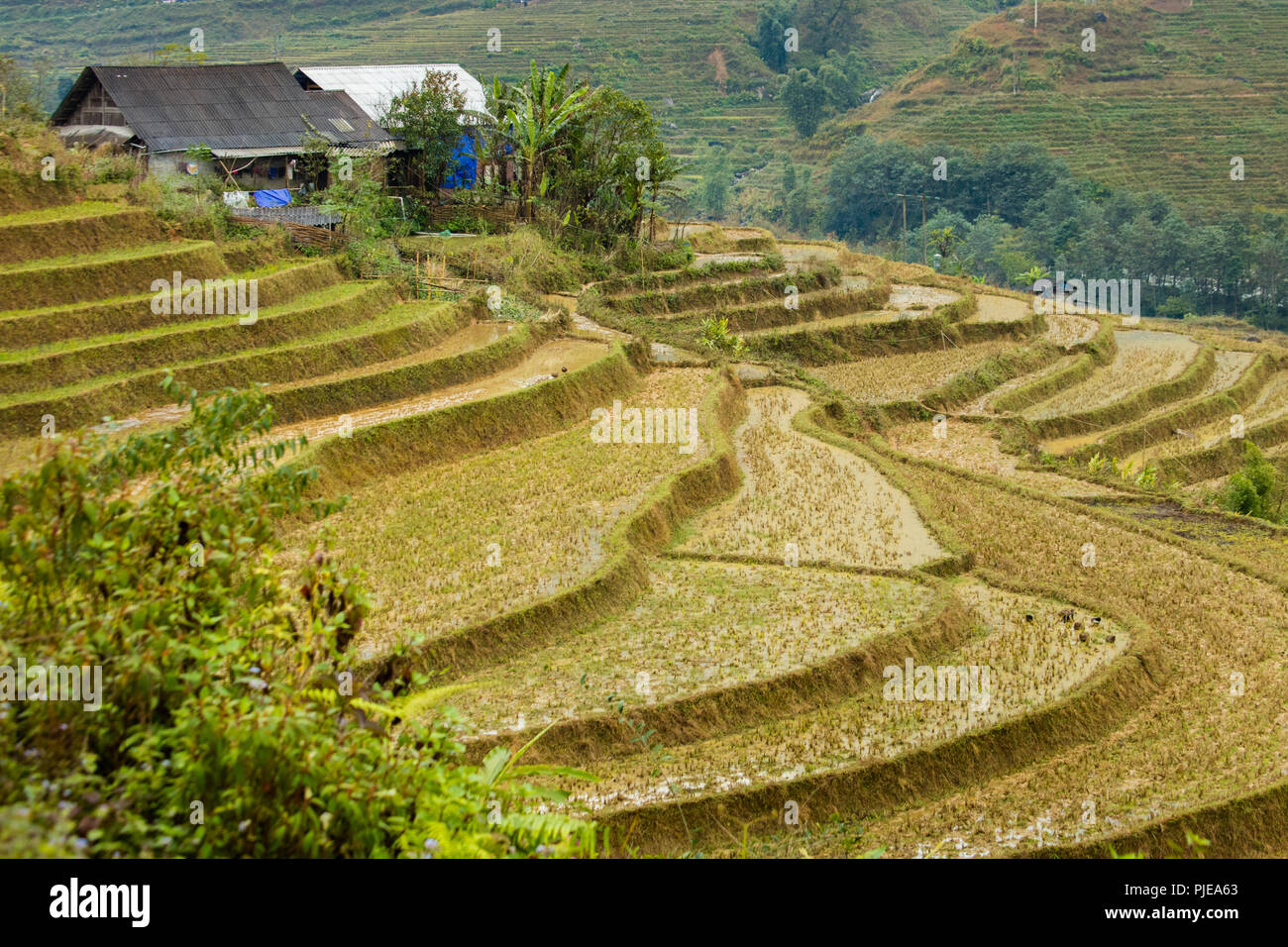 Paddy field reisanbau terrassen -Fotos und -Bildmaterial in hoher ...
