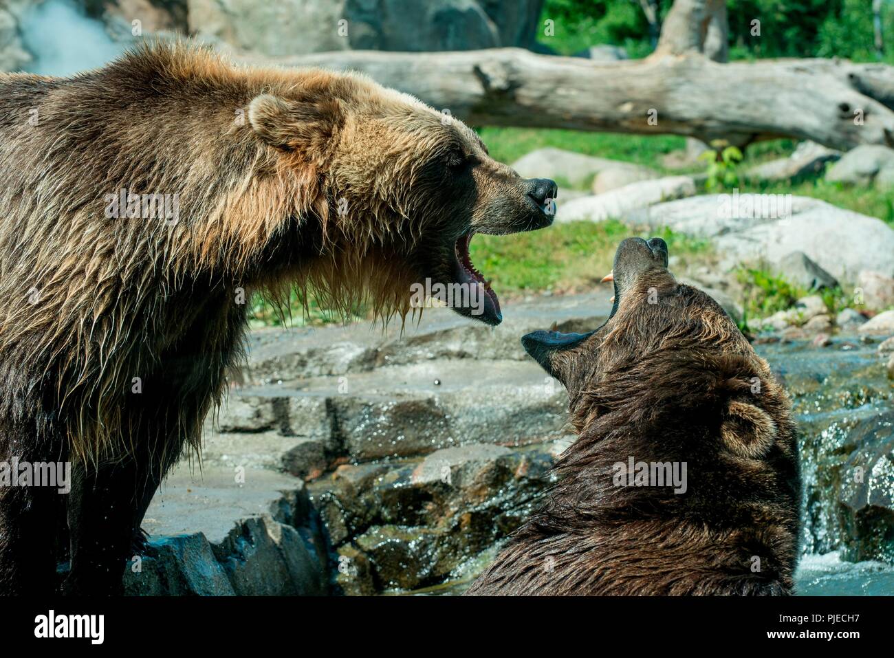 Russlands Grizzly coast aufweisen. Brauner Bär aka Grizzly, Ursus ...