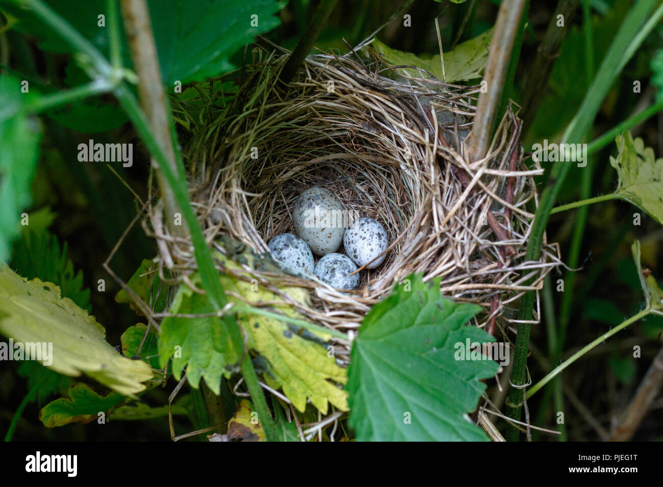 Gemeinsame Kuckuck (Cuculus canorus) Ei zwischen Marsh Warbler ...