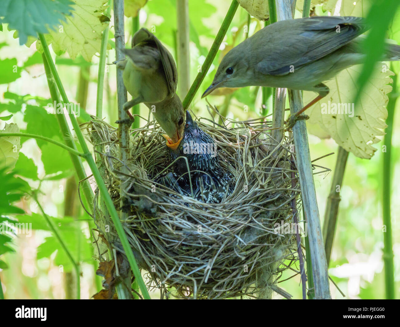 Gemeiner kuckuck cuculus canorus küken -Fotos und -Bildmaterial in ...