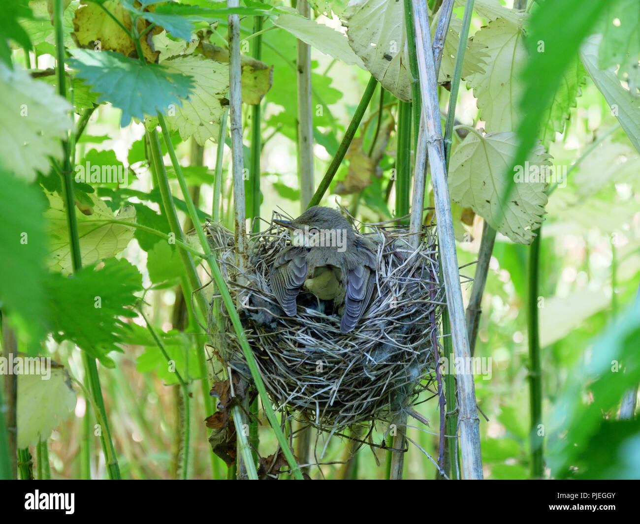 Gemeiner kuckuck cuculus canorus küken -Fotos und -Bildmaterial in ...