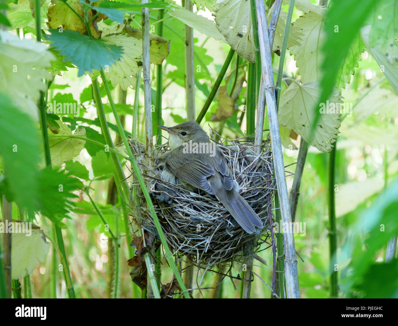 Ein Küken der Gemeinsamen Kuckuck (Cuculus canorus) im Nest von Marsh ...