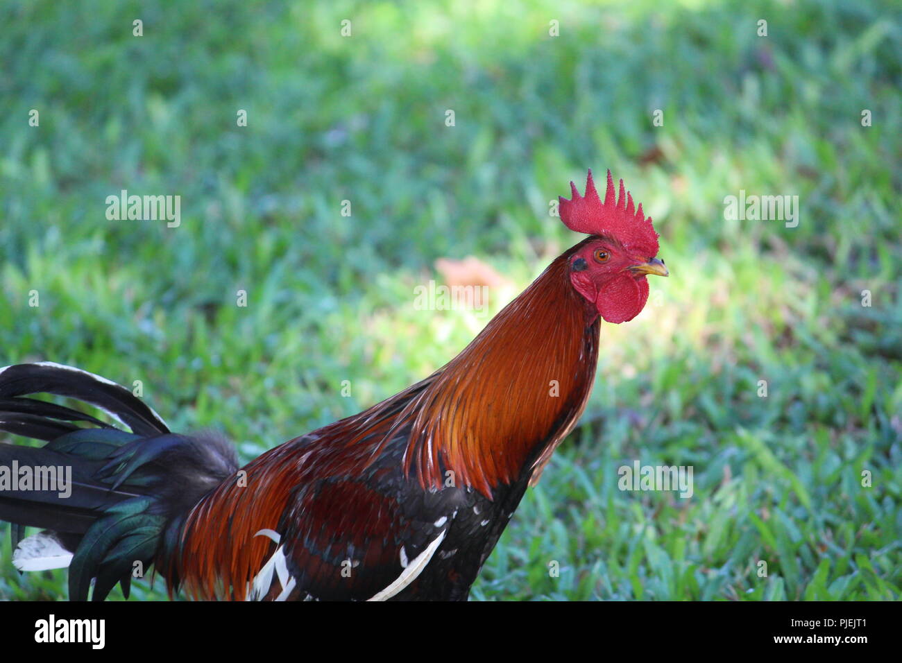 Huhn und gras -Fotos und -Bildmaterial in hoher Auflösung – Alamy