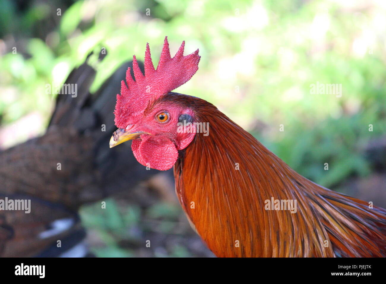 Hahn mit rotem Kamm, Flechtwerk und bunten Federn Stockfotografie - Alamy