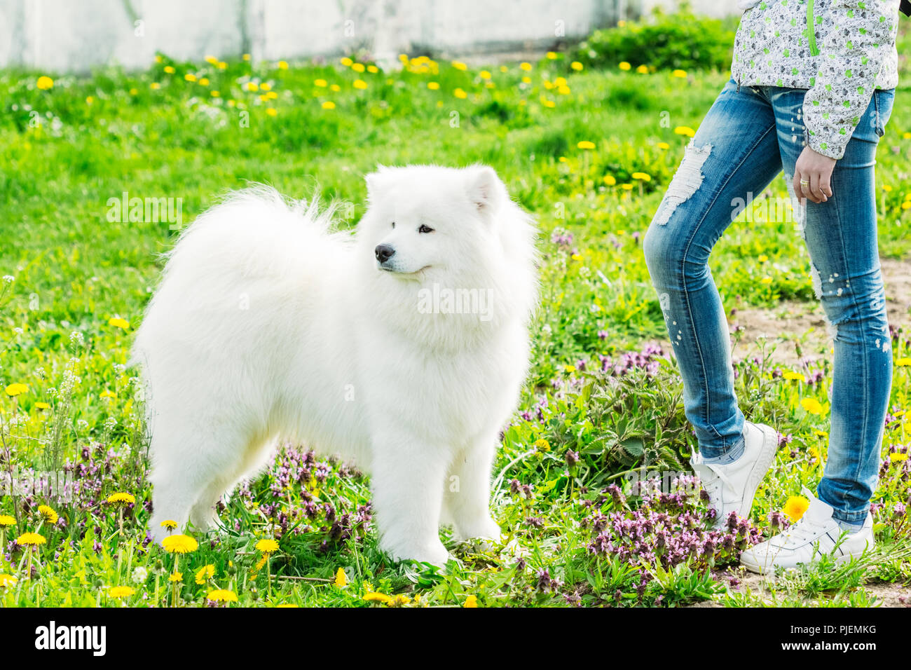 Hund Samojeden weiße Farbe auf der wiese gras an den Füßen seiner ...
