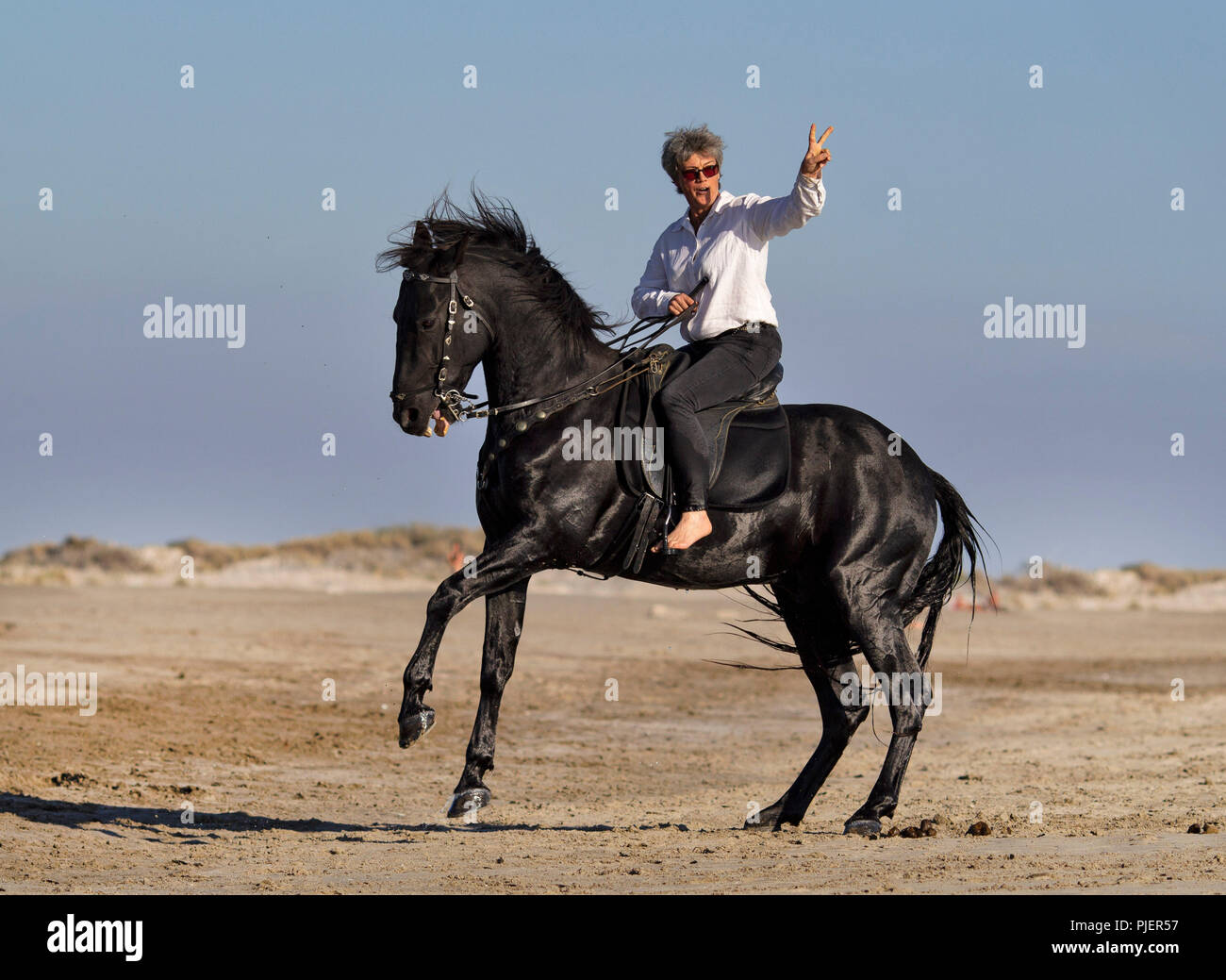 Lusitanian horse -Fotos und -Bildmaterial in hoher Auflösung – Alamy