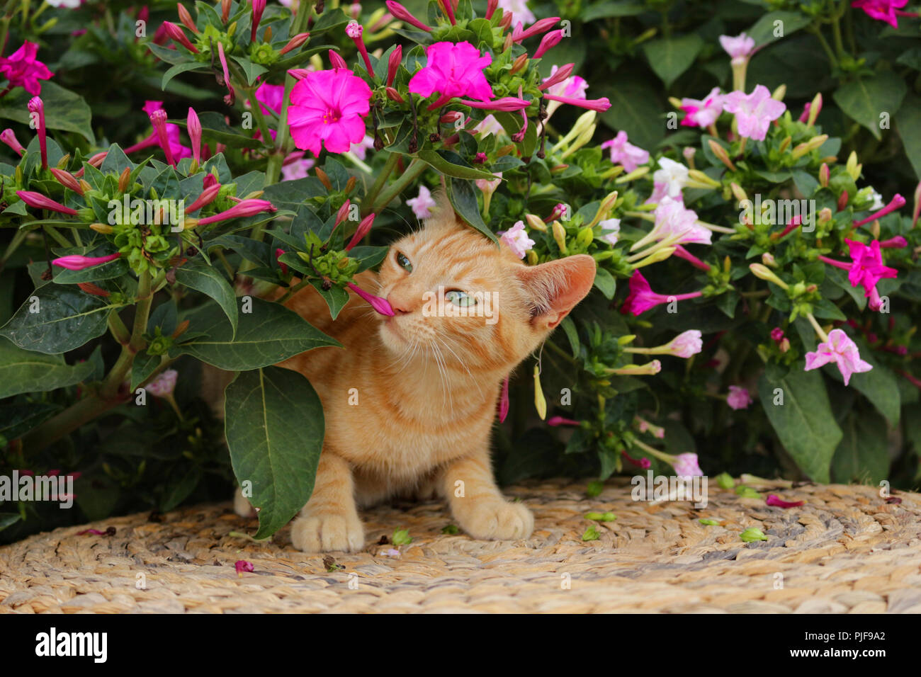 Katze blumen riechen -Fotos und -Bildmaterial in hoher Auflösung – Alamy