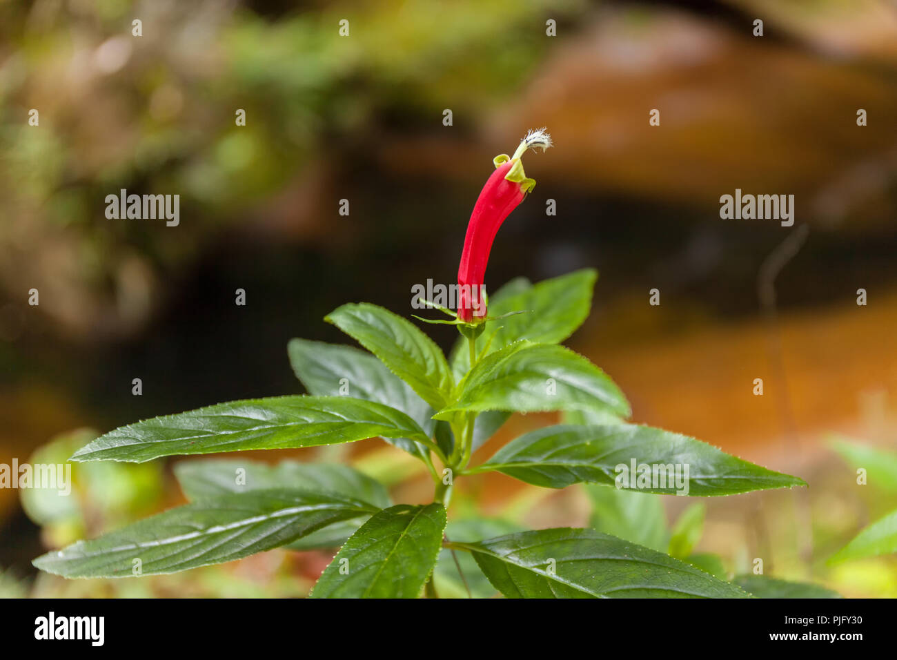 Seltene pflanze Blüte im Regenwald im Hochgebirge tropische Bolivien ...