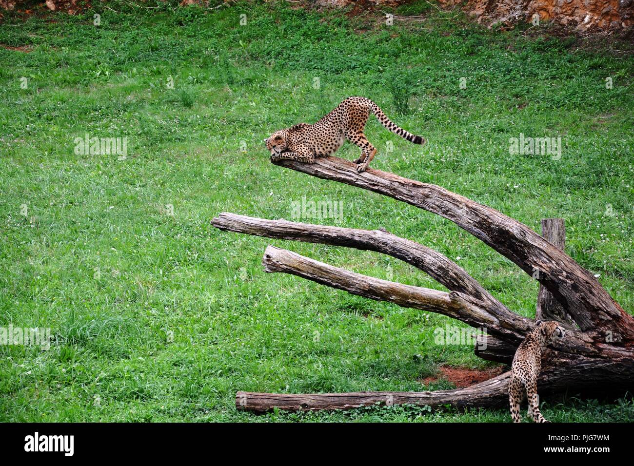 Gepard auf baum -Fotos und -Bildmaterial in hoher Auflösung – Alamy