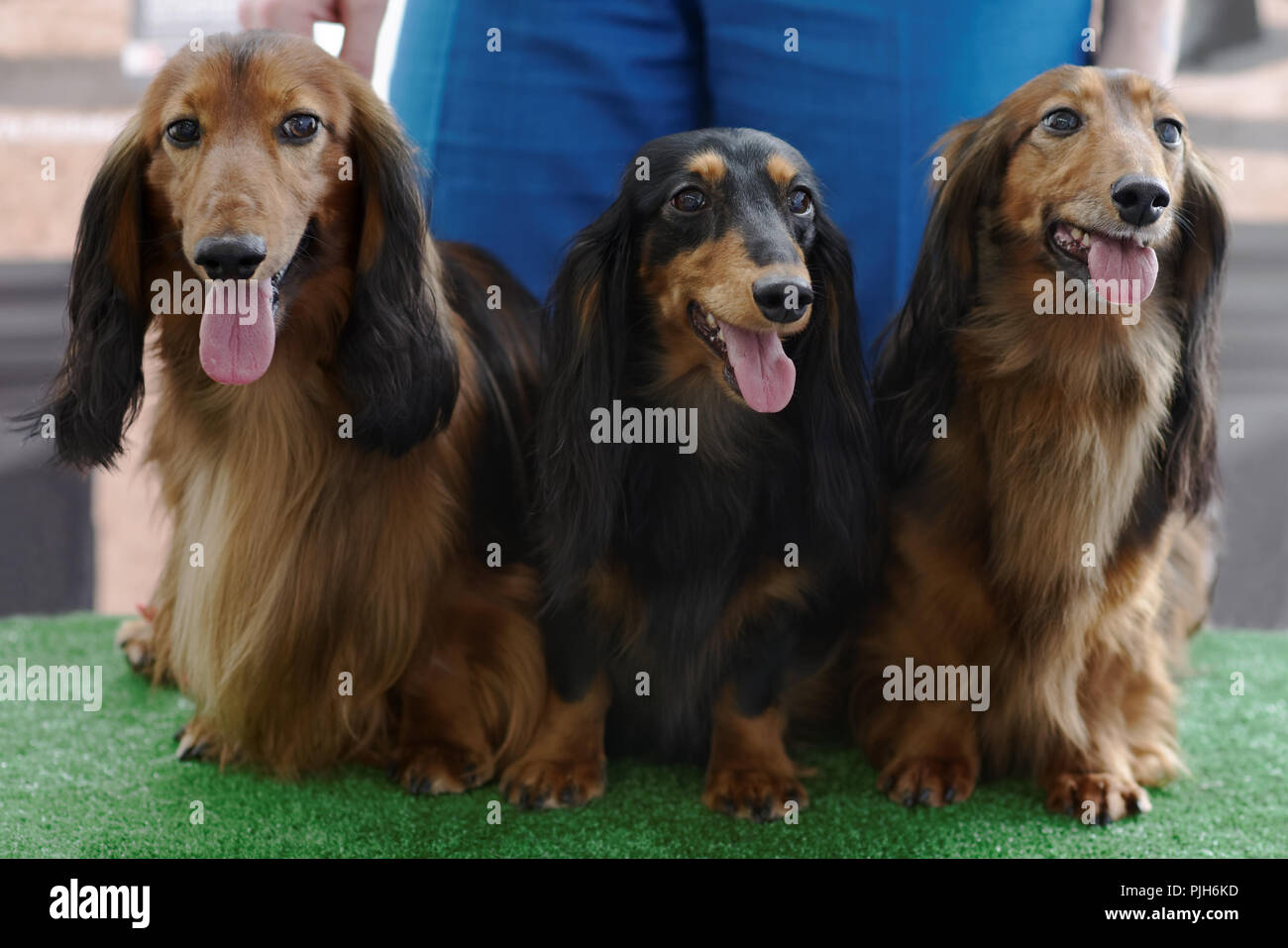 Sitzender langhaariger dackel -Fotos und -Bildmaterial in hoher ...