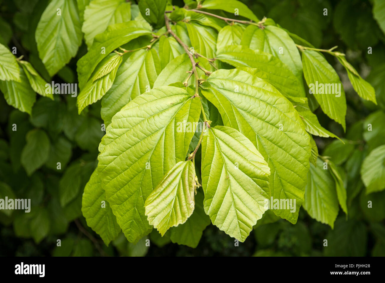 Parottia persica -Fotos und -Bildmaterial in hoher Auflösung – Alamy