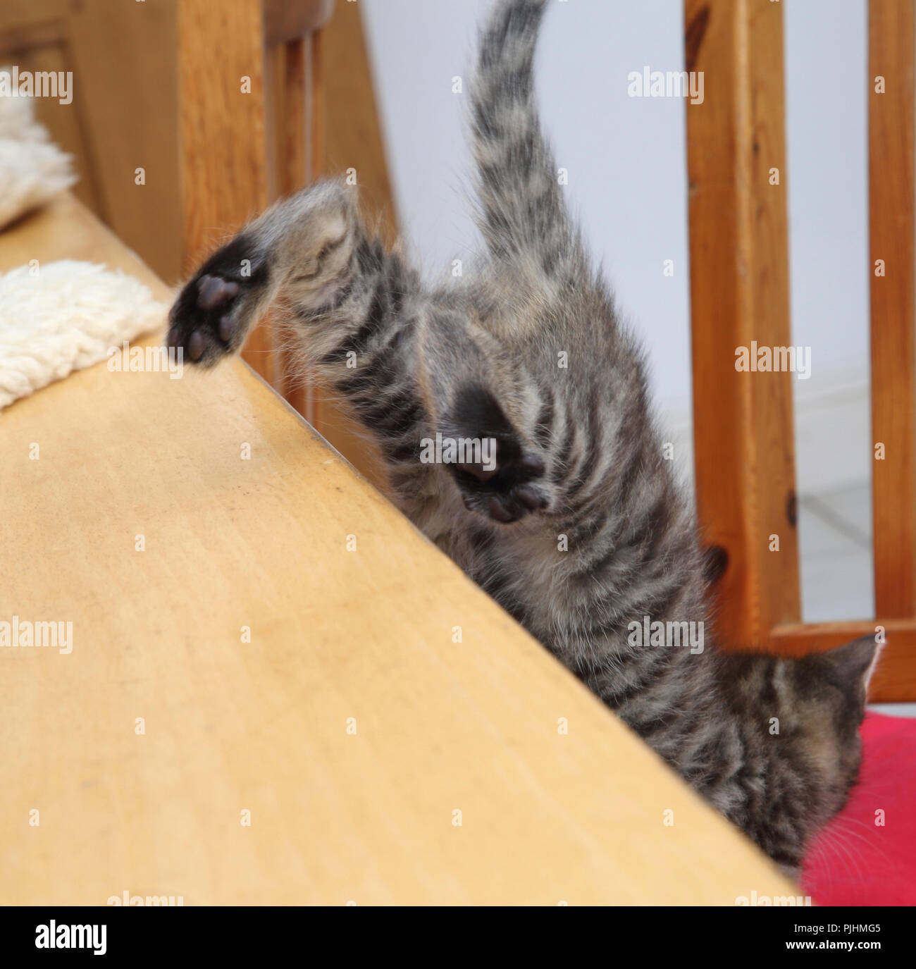 Katze springt -Fotos und -Bildmaterial in hoher Auflösung – Alamy