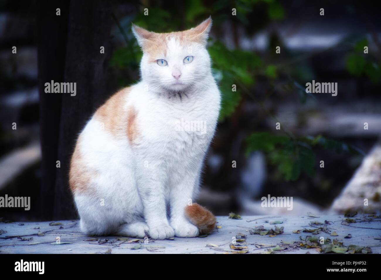 Katzen fell -Fotos und -Bildmaterial in hoher Auflösung – Alamy