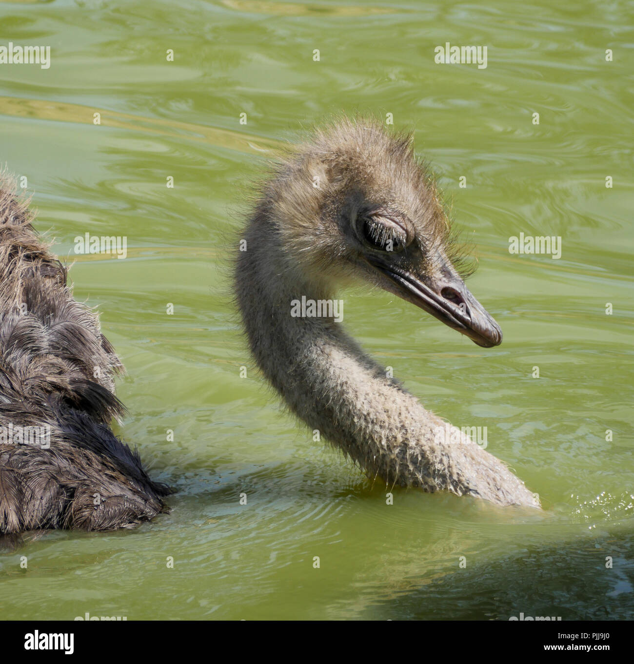 Ein Baby Strauß aktualisiert sich selbst in eine kleine Bucht, Vögel ...
