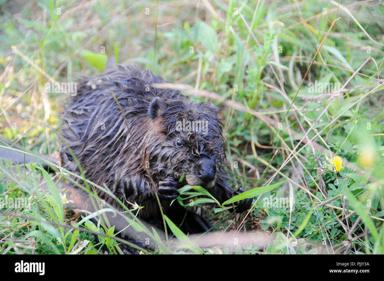 Baby biber in der natur -Fotos und -Bildmaterial in hoher Auflösung – Alamy