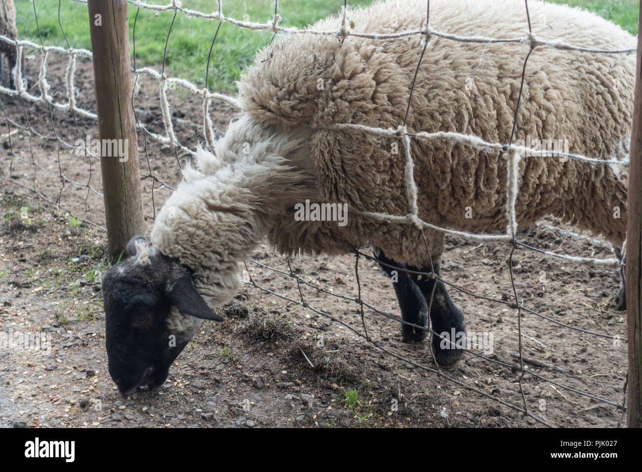 Tiere im Zoo Stockfotografie - Alamy