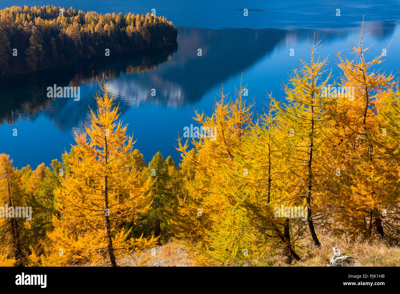 Lärchenwald engadin herbst -Fotos und -Bildmaterial in hoher Auflösung ...