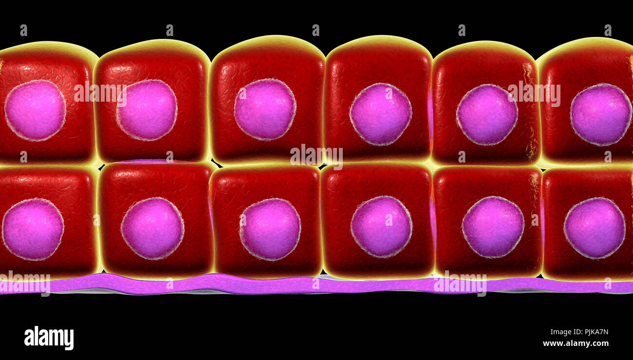 Stratified cuboidal epithelium -Fotos und -Bildmaterial in hoher ...