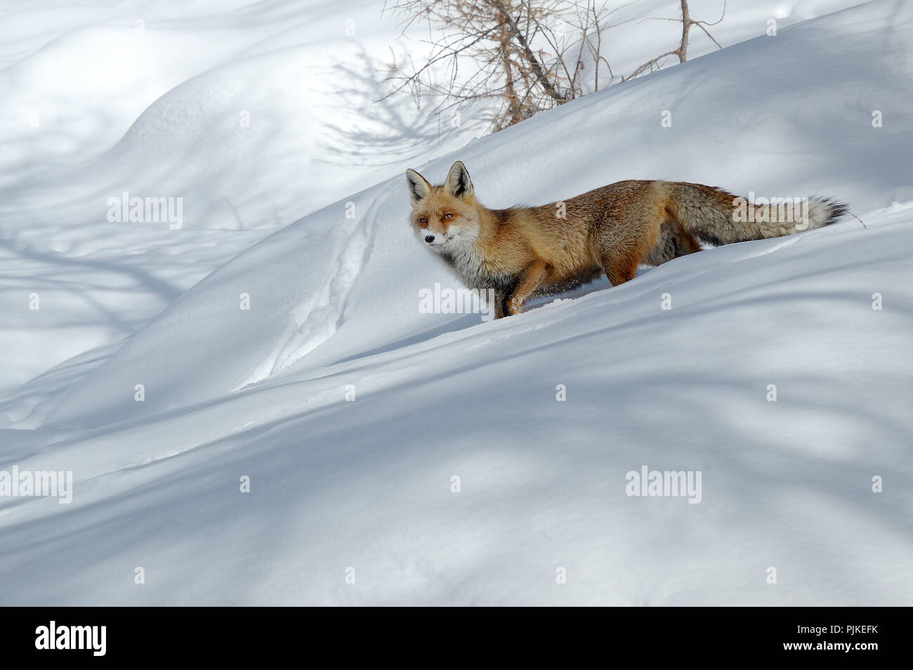 Fuchs tiervektor -Fotos und -Bildmaterial in hoher Auflösung – Alamy