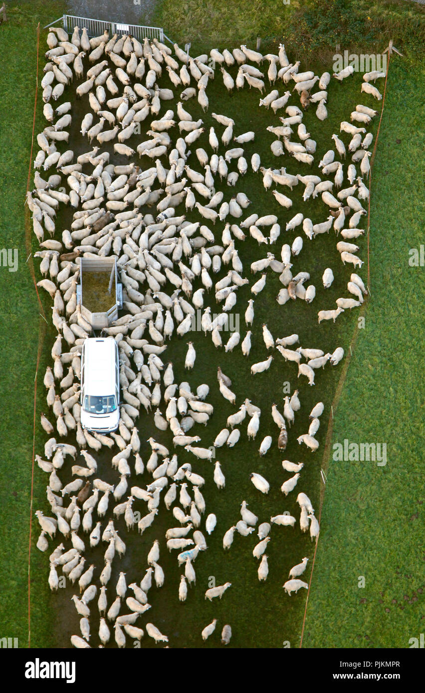 Germany schaefer -Fotos und -Bildmaterial in hoher Auflösung – Alamy