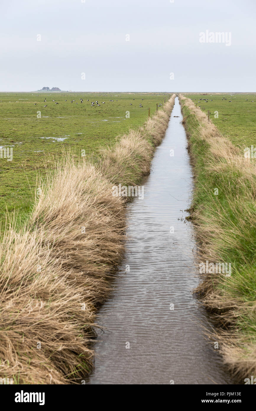 Insel hallig hooge -Fotos und -Bildmaterial in hoher Auflösung – Alamy