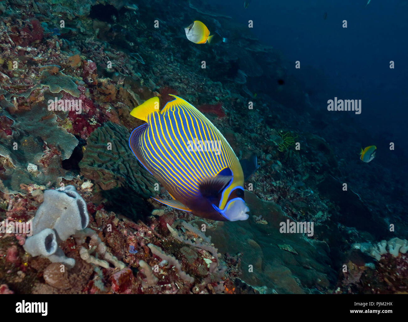 Imperator Kaiserfisch (pomacanthus Imperator) im Hintergrund Günther's ...