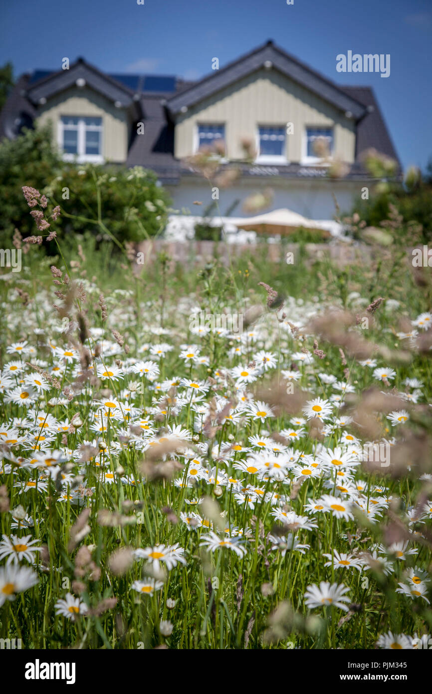 Blumenwiese und natürlichen Garten vor ein Ökologisches Holzhaus ...