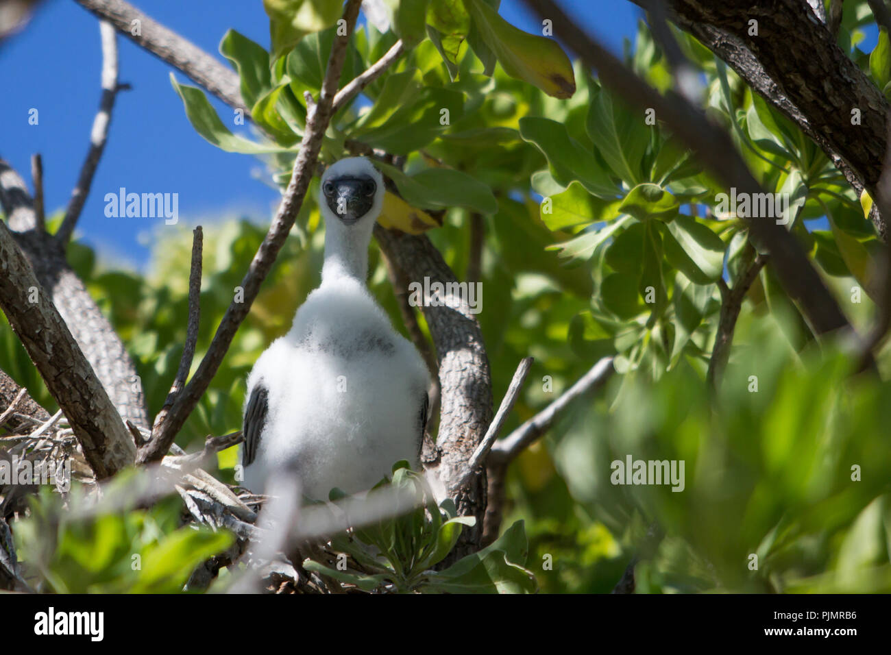 Caroline atoll -Fotos und -Bildmaterial in hoher Auflösung – Alamy