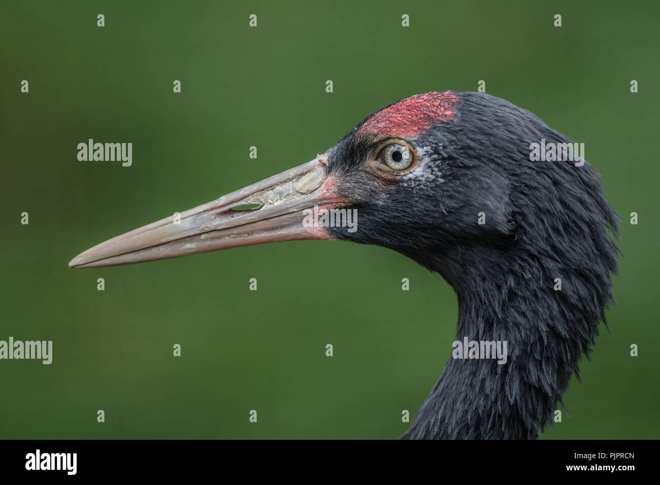 Kranichvogel mit langem schnabel -Fotos und -Bildmaterial in hoher ...