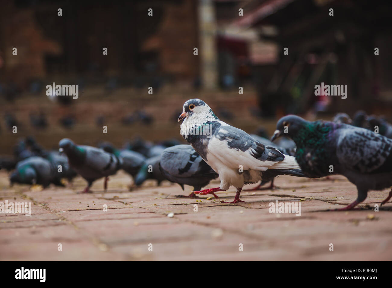 Taubenschlag paris -Fotos und -Bildmaterial in hoher Auflösung – Alamy