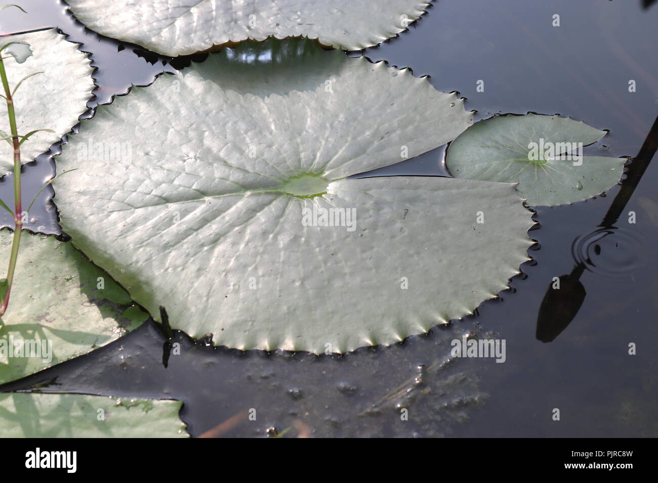 Seerose zeichnen -Fotos und -Bildmaterial in hoher Auflösung – Alamy