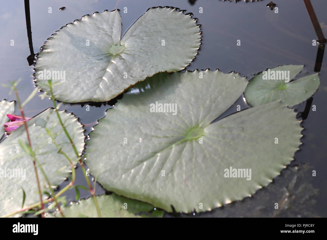 Zeichnung der seerose -Fotos und -Bildmaterial in hoher Auflösung – Alamy
