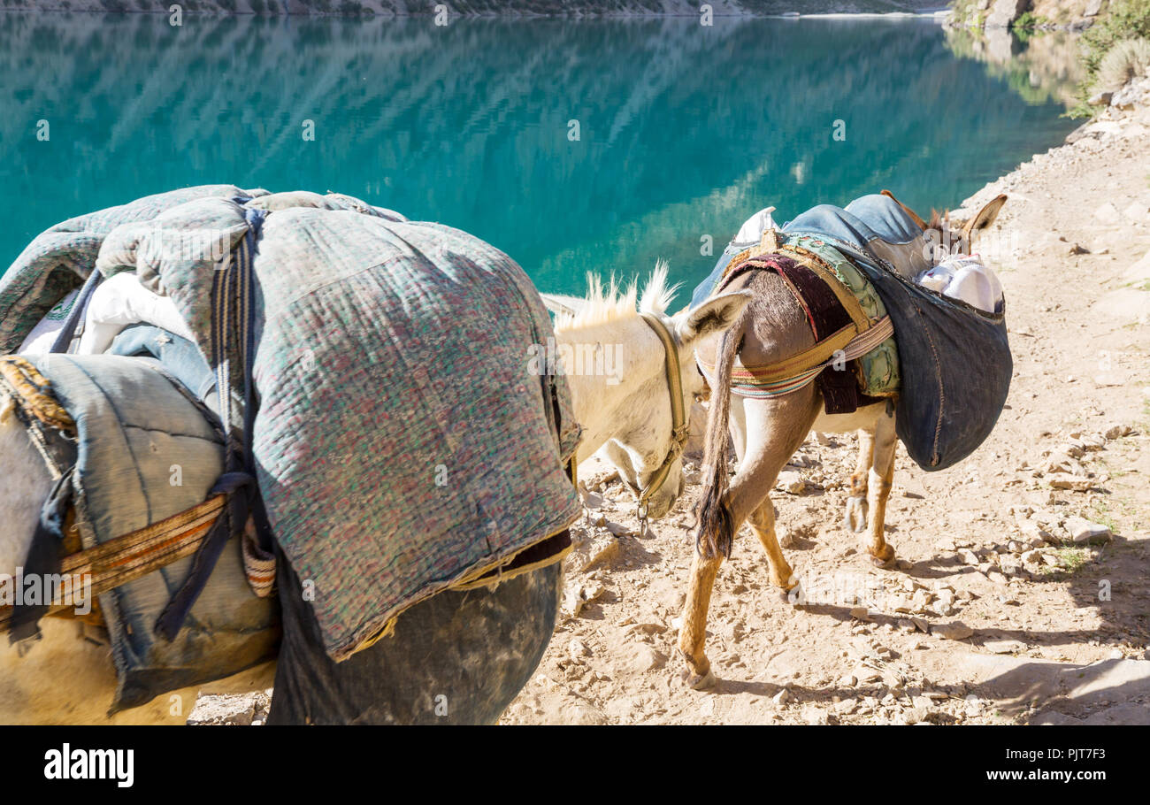 Esel pamir berge -Fotos und -Bildmaterial in hoher Auflösung – Alamy