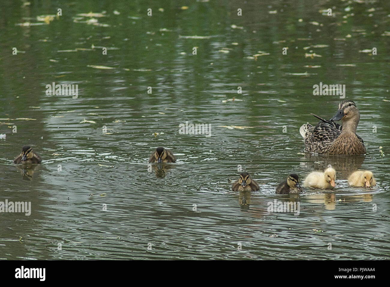 Vogelmutter mit nachkommen -Fotos und -Bildmaterial in hoher Auflösung ...