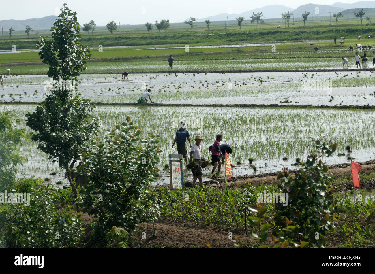 Reis feld arbeiter -Fotos und -Bildmaterial in hoher Auflösung – Alamy