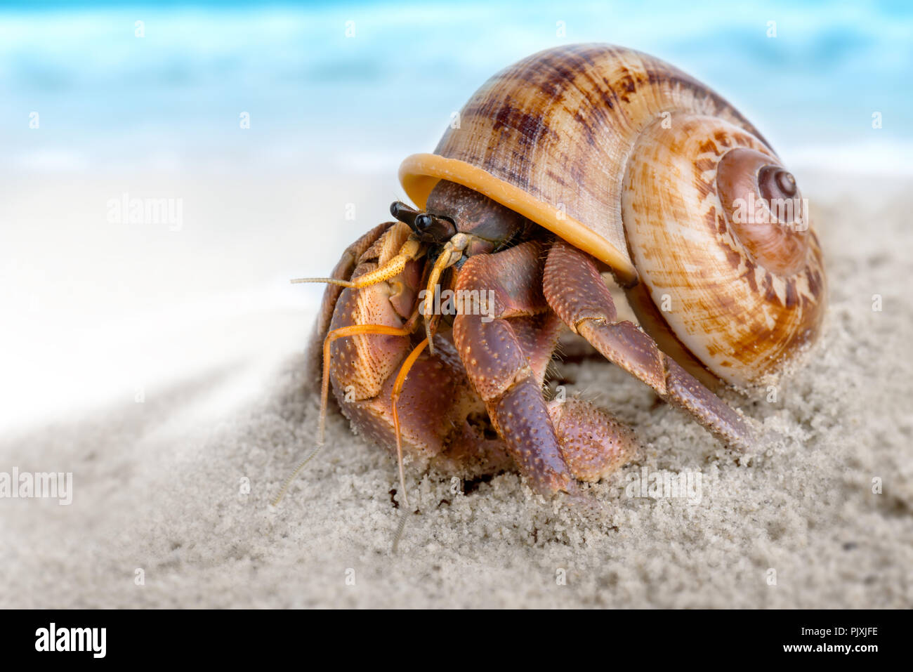 Hermit crab -Fotos und -Bildmaterial in hoher Auflösung – Alamy