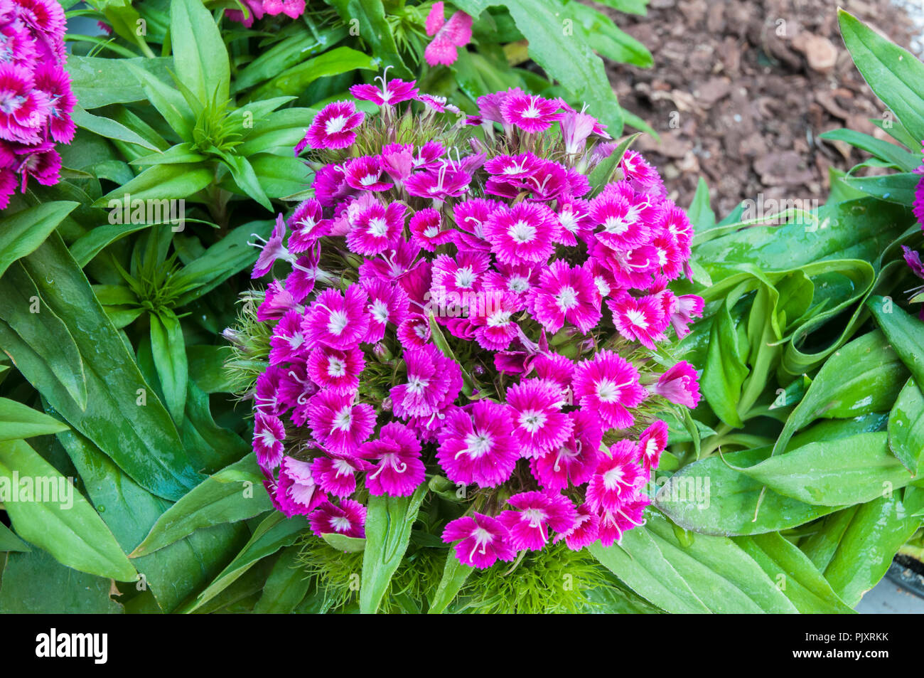 Dianthus f1 lila -Fotos und -Bildmaterial in hoher Auflösung – Alamy