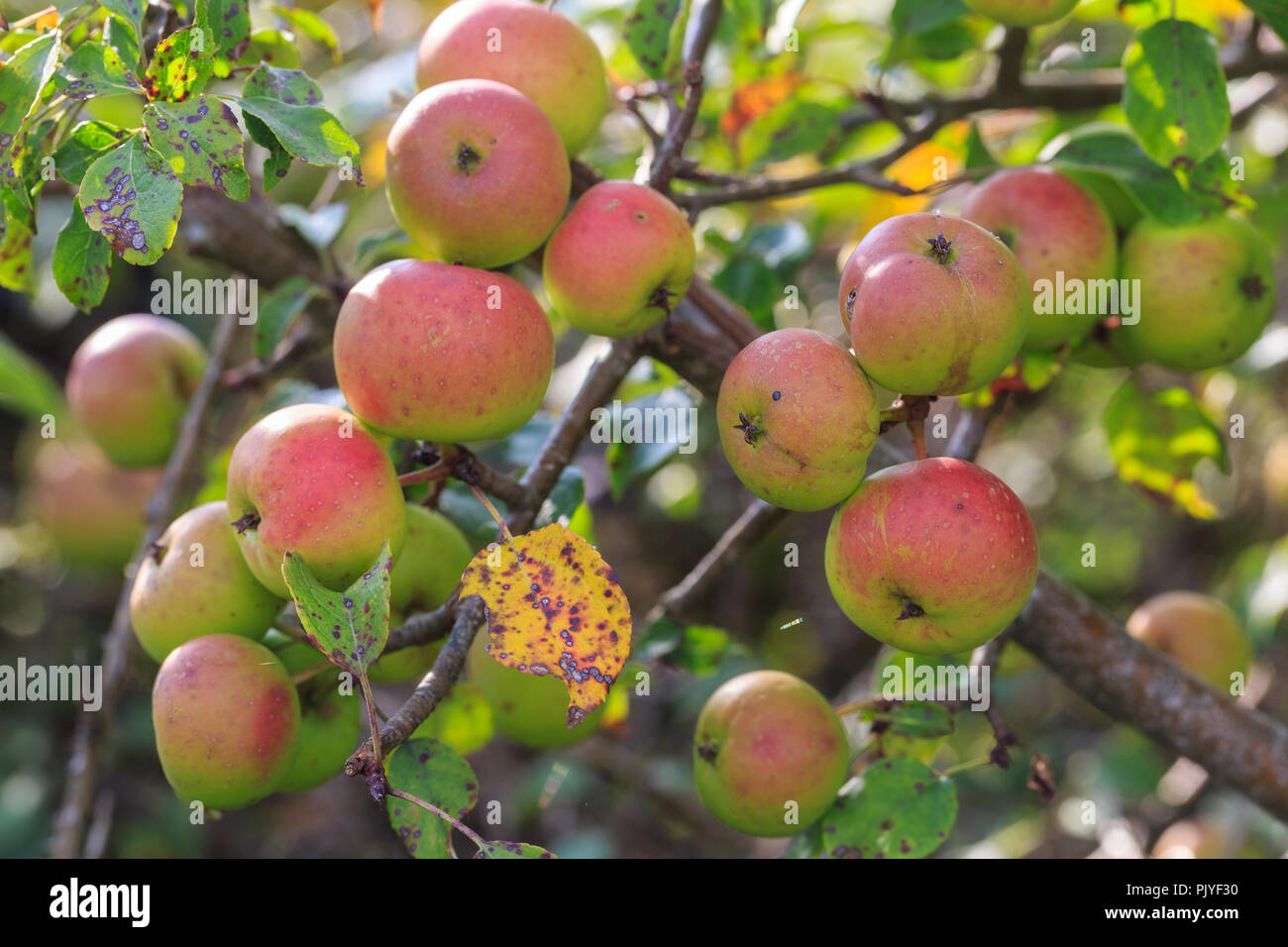 Malus sylvestris -Fotos und -Bildmaterial in hoher Auflösung – Alamy