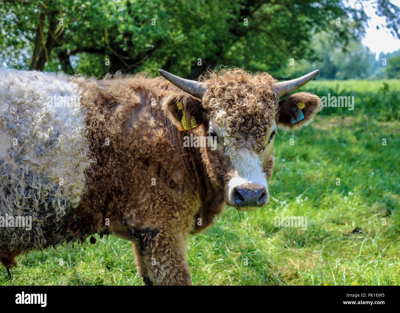 Lockige kuh -Fotos und -Bildmaterial in hoher Auflösung – Alamy