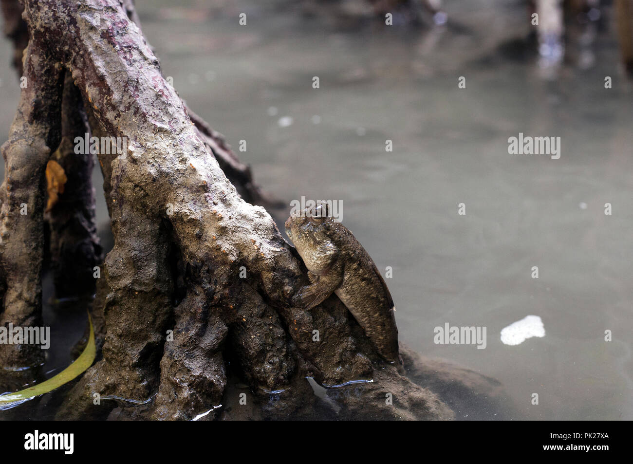 Amphibischer Fisch Stockfotos und -bilder Kaufen - Alamy